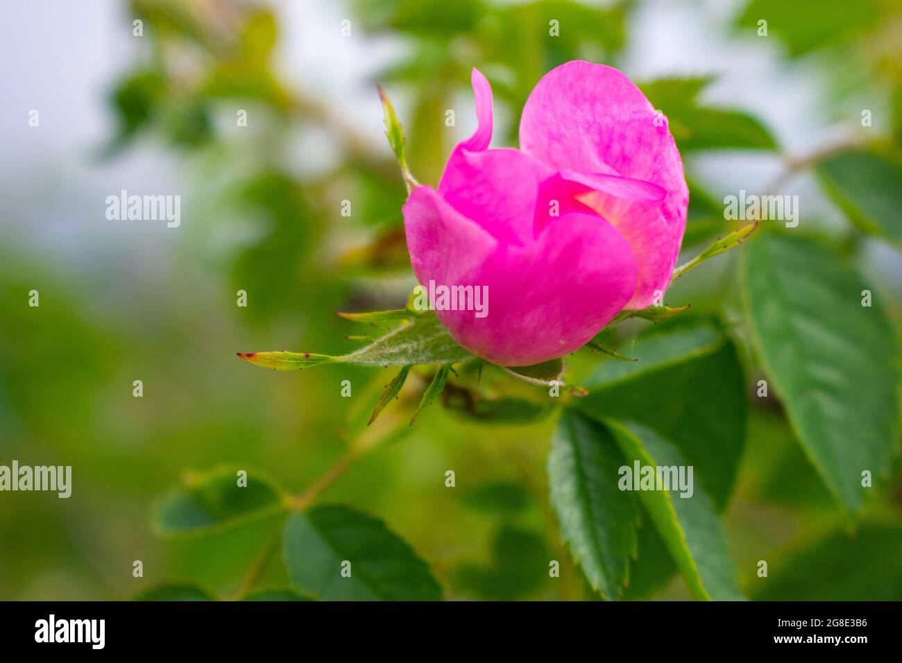 Selective focus shot of a pink rosehip bud Stock Photo - Alamy