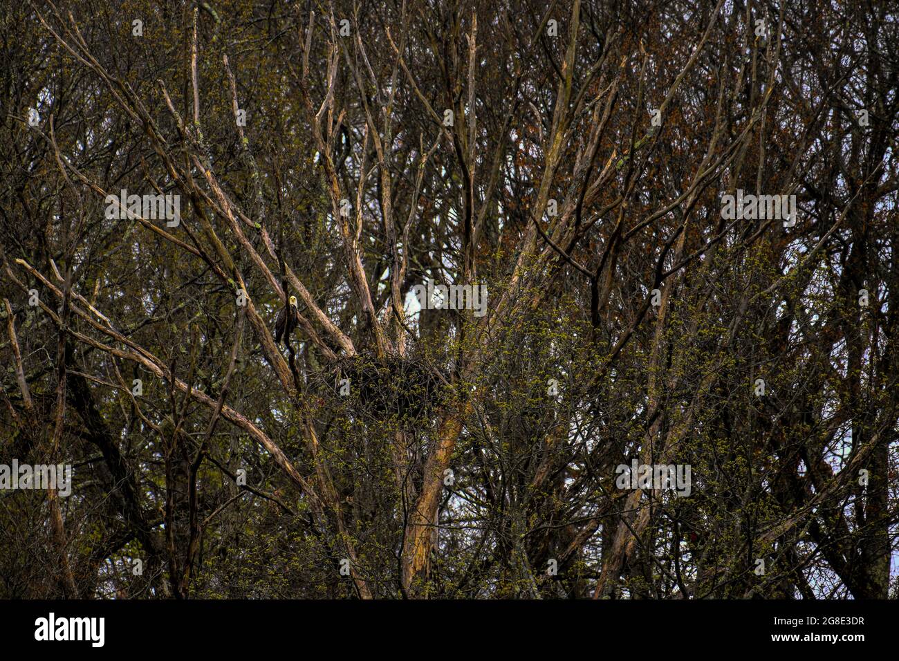 Forest eagle eye view hi-res stock photography and images - Alamy