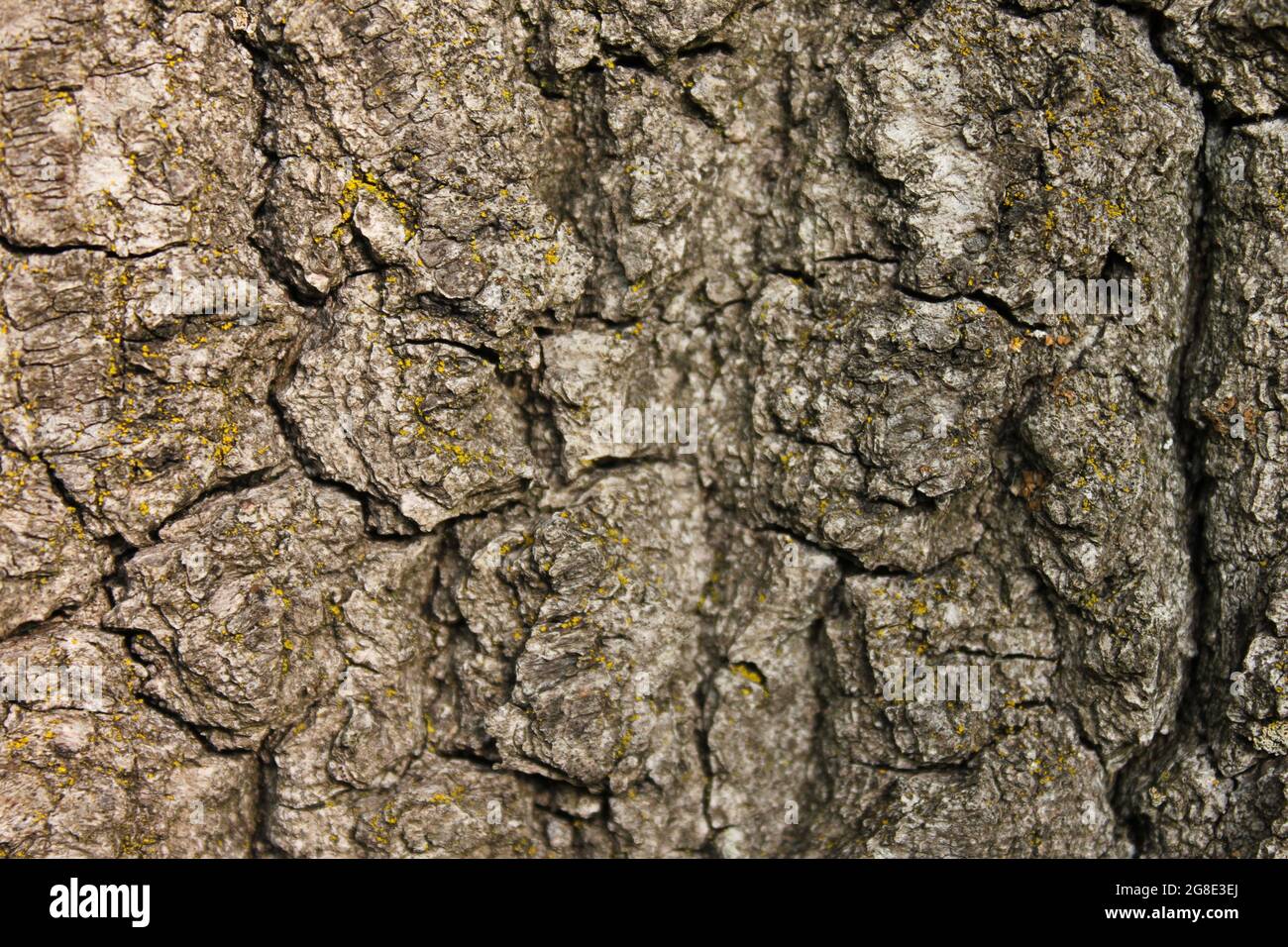 Closeup shot of a texture of the brown bark of a tree Stock Photo - Alamy
