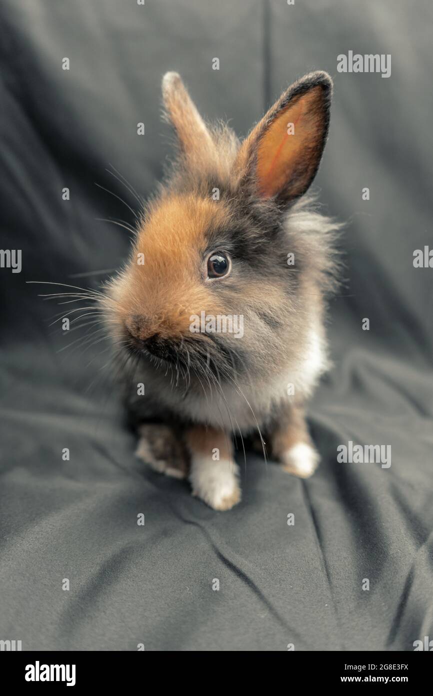 Vertical shot of a fluffy gray and brown domestic rabbit on a gray ...