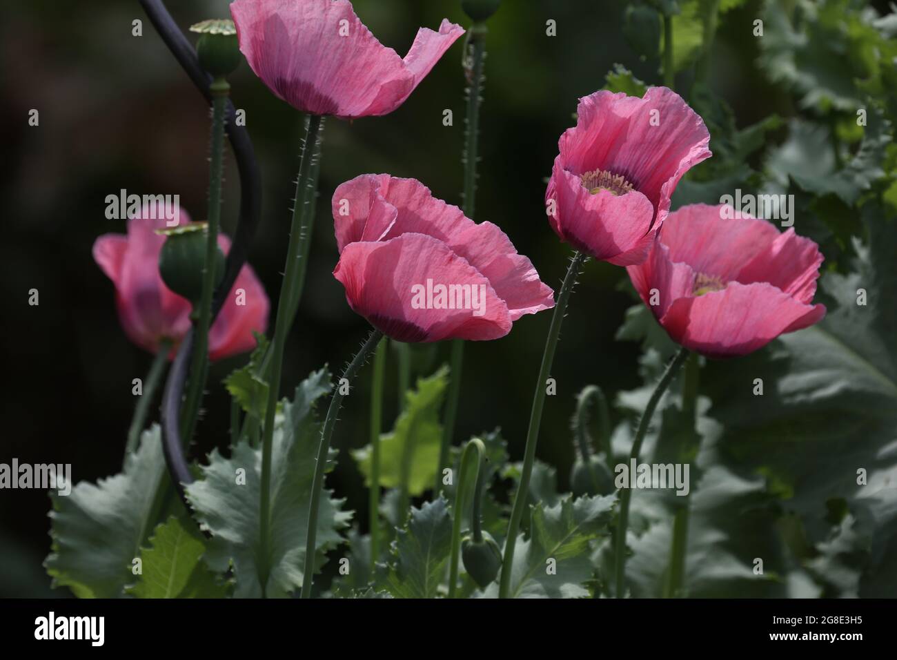 Closeup of purple poppies on a dark green background Stock Photo - Alamy