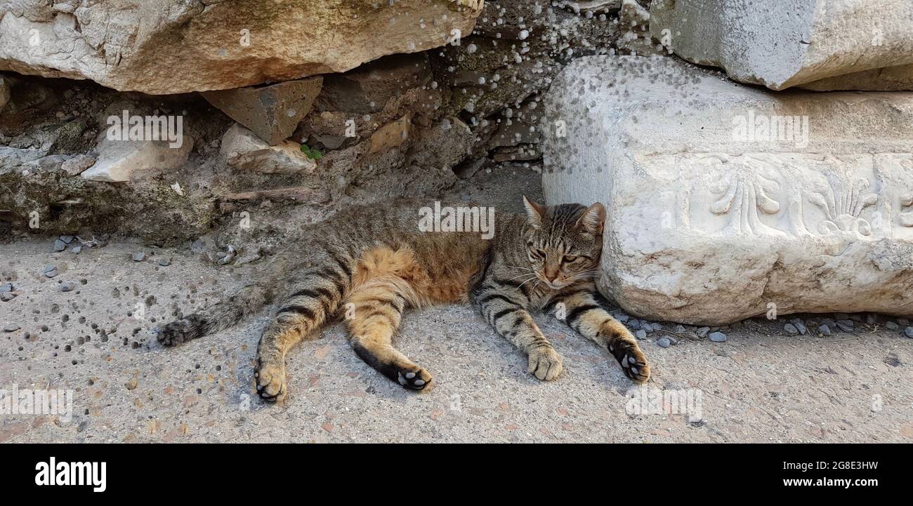 Roman domestic hi-res stock photography and images - Alamy