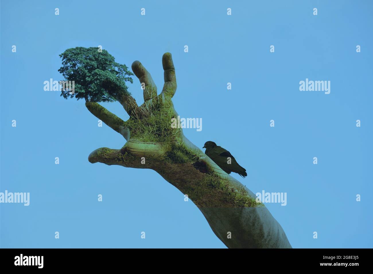 Palm arm tree and bird Stock Photo - Alamy