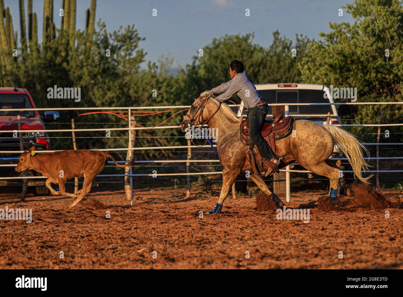 Vaquero y su caballo hi-res stock photography and images - Alamy