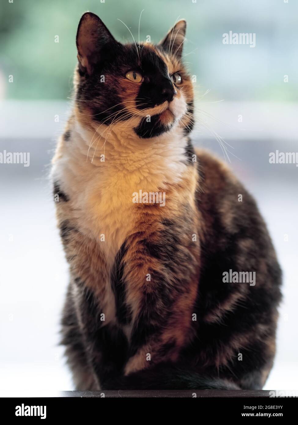 Portrait view of a three-color tortoiseshell cat agaisnt a blurred ...