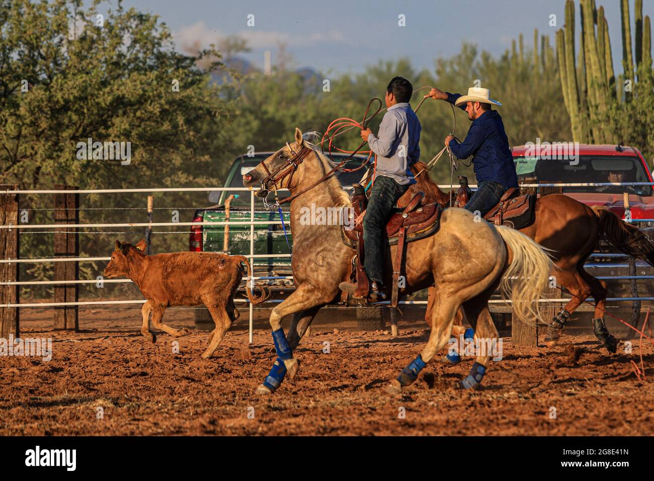 Rodeo y caballo hi-res stock photography and images - Alamy