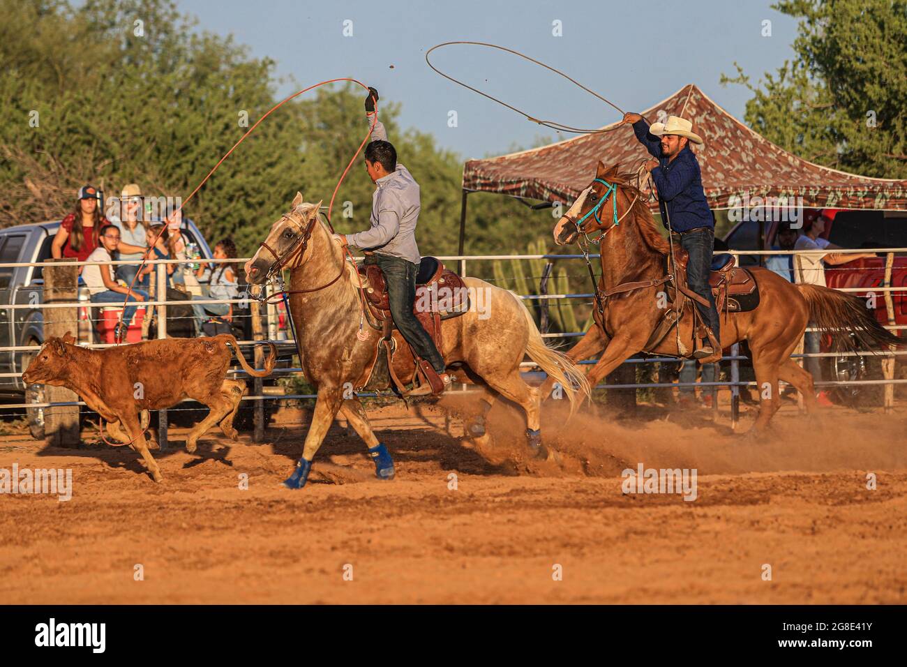Rodeo y caballo hi-res stock photography and images - Alamy