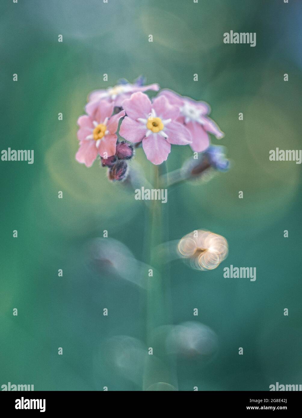 Closeup of a purple primula on a green blurred background Stock Photo ...