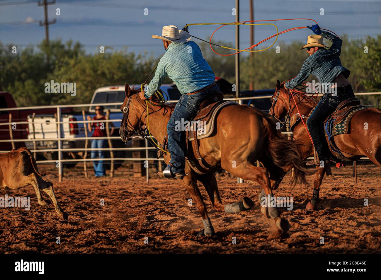 A rider or cowboy with his horse tries to make a lasso with a rope to a ...
