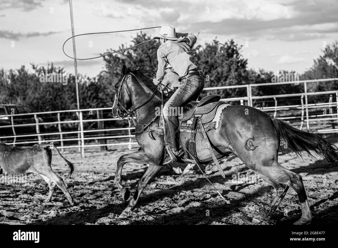 A rider or cowboy with his horse tries to make a lasso with a rope to a ...