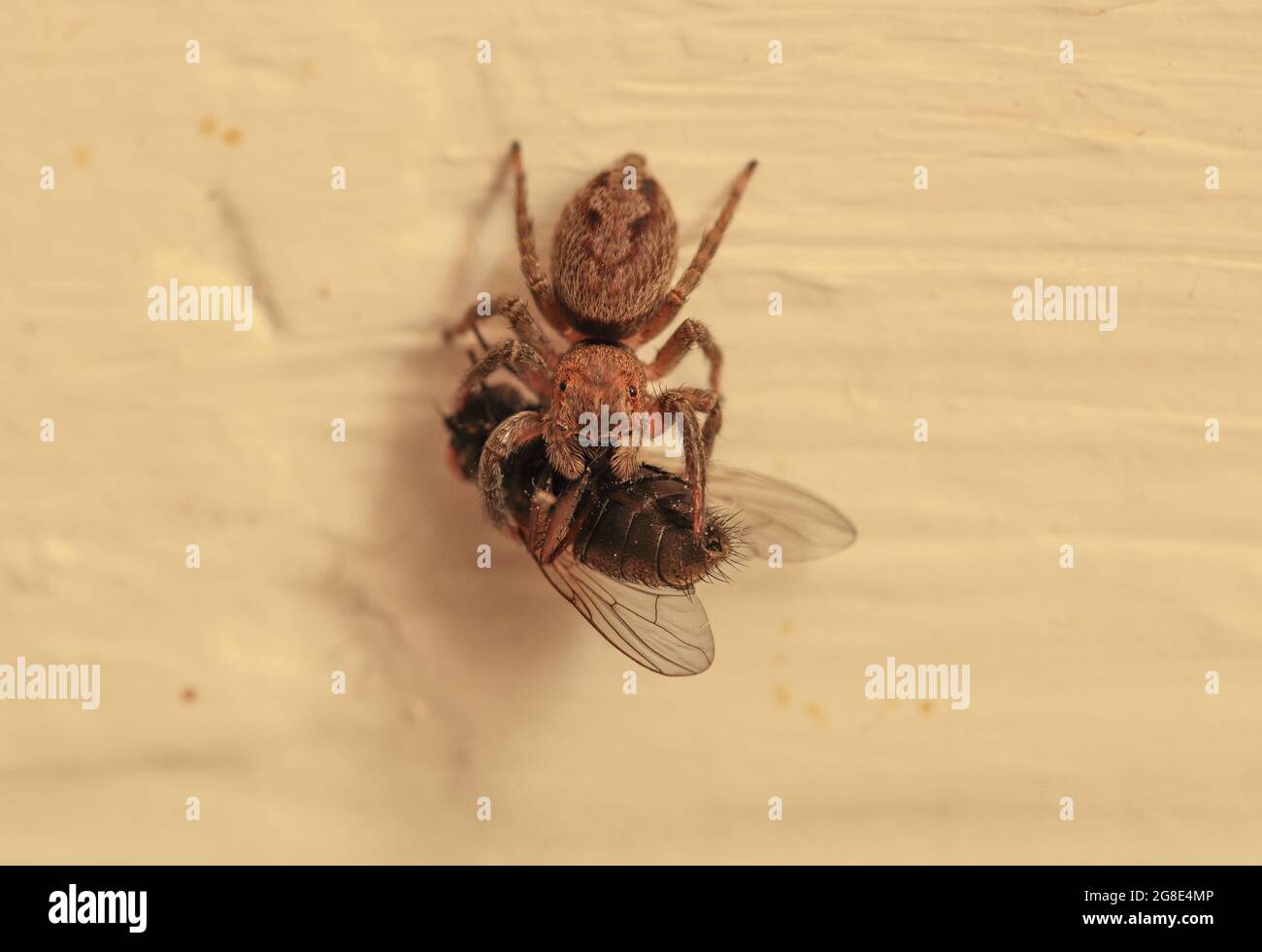 Jumping spider, Icius species, harmati?, Malta, Mediterranean Stock ...