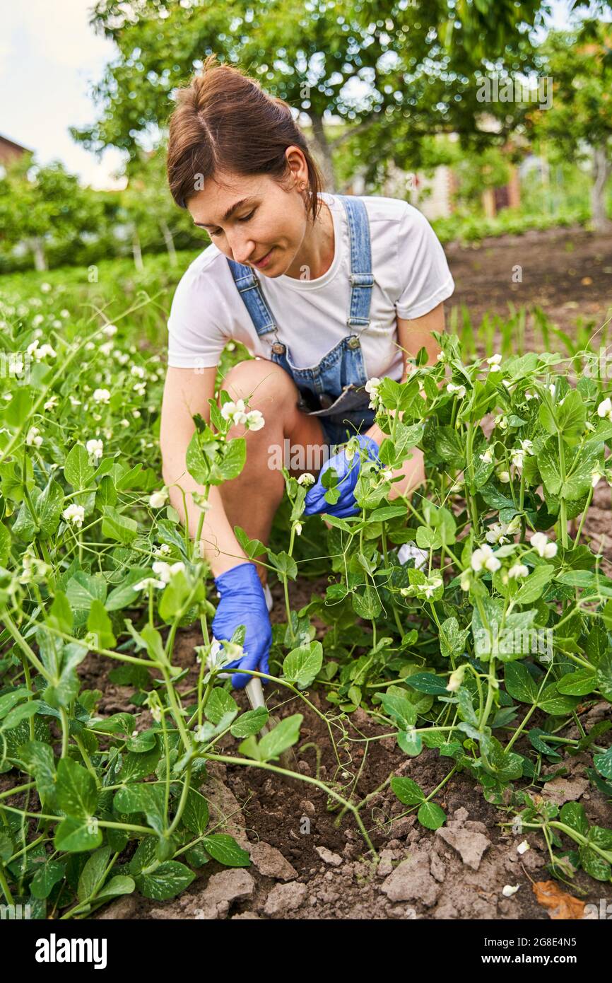 Female person using rake for plant care Stock Photo - Alamy