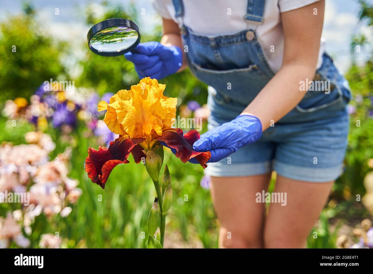 Female person using magnifying glass for research Stock Photo - Alamy