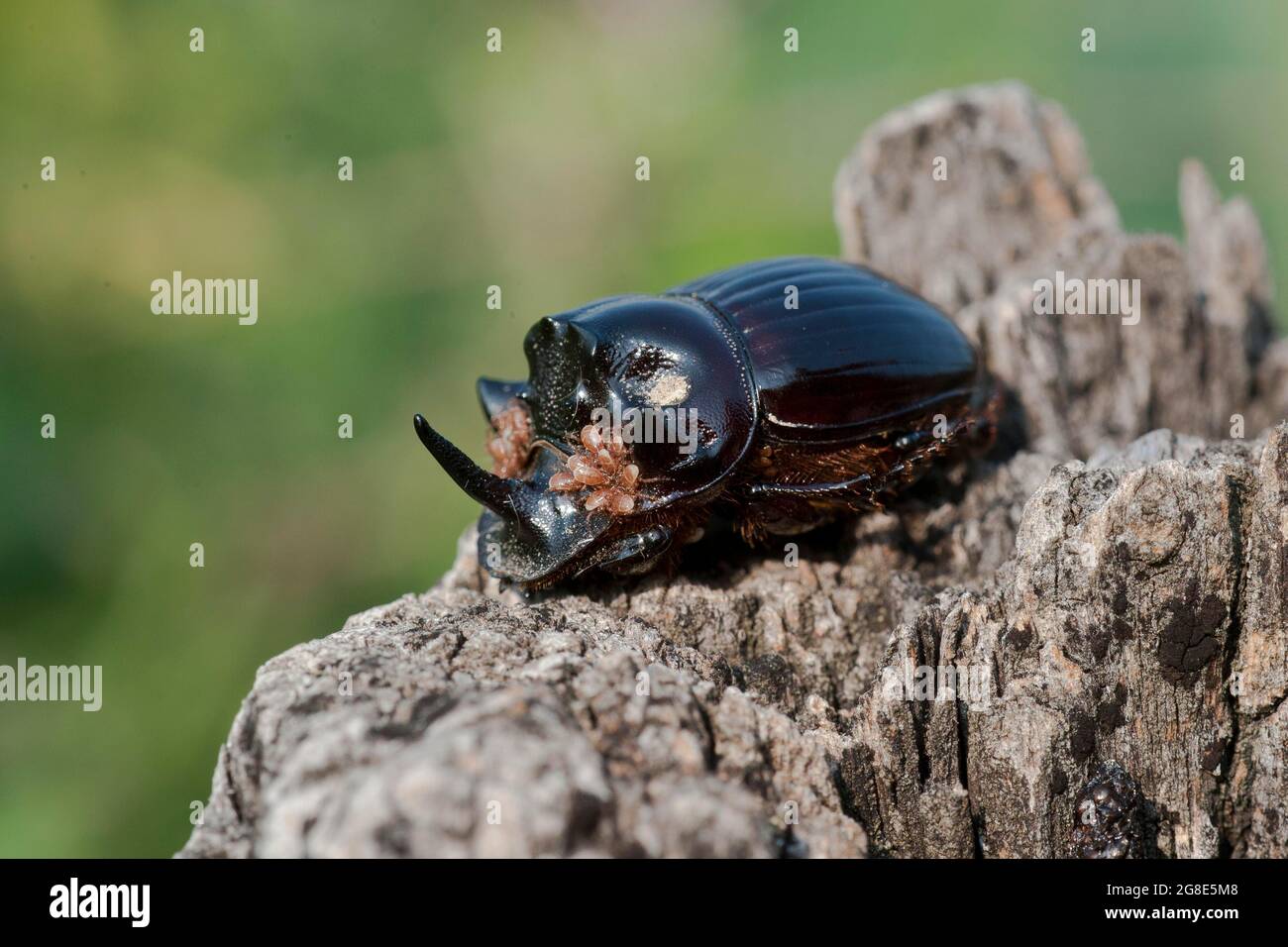 European rhinoceros beetle (Oryctes nasicornis) carrying parasites on ...