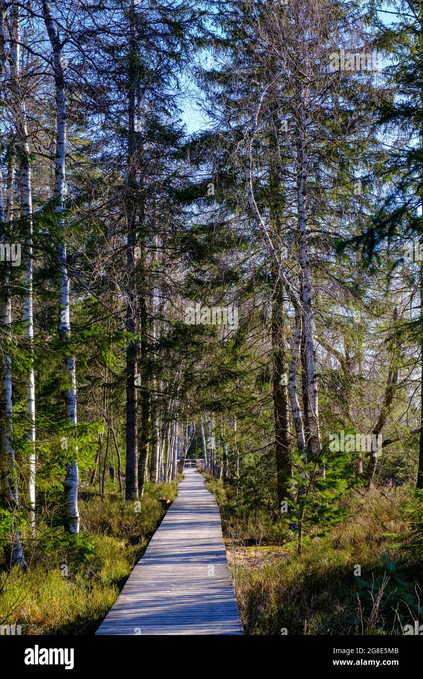 Wood plank path, Kaltbronn nature discovery trail, Wildseemoor, nature ...