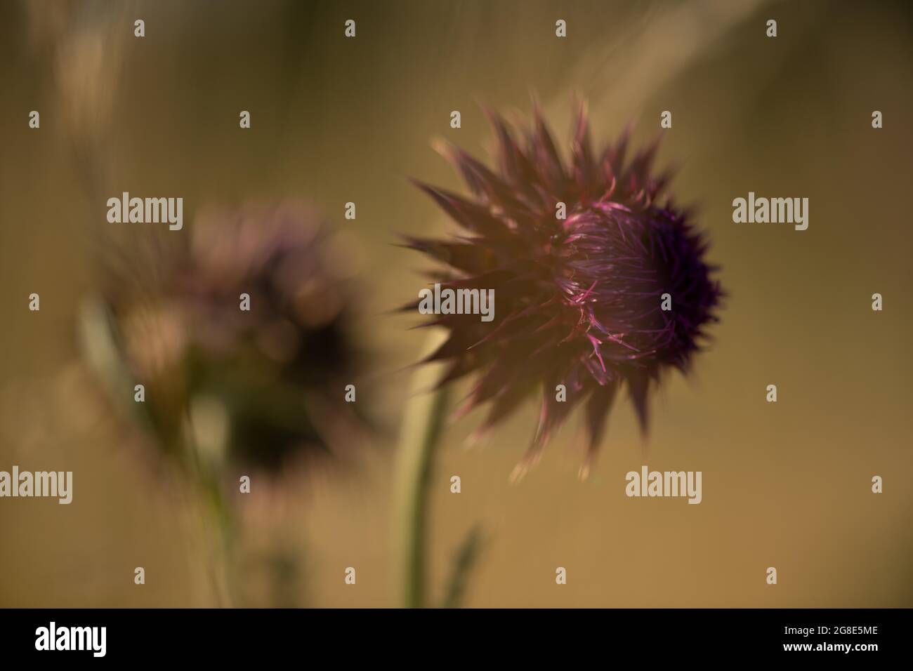 Nodding thistle Carduus nutans), Prignitz, Brandenburg, Germany Stock ...