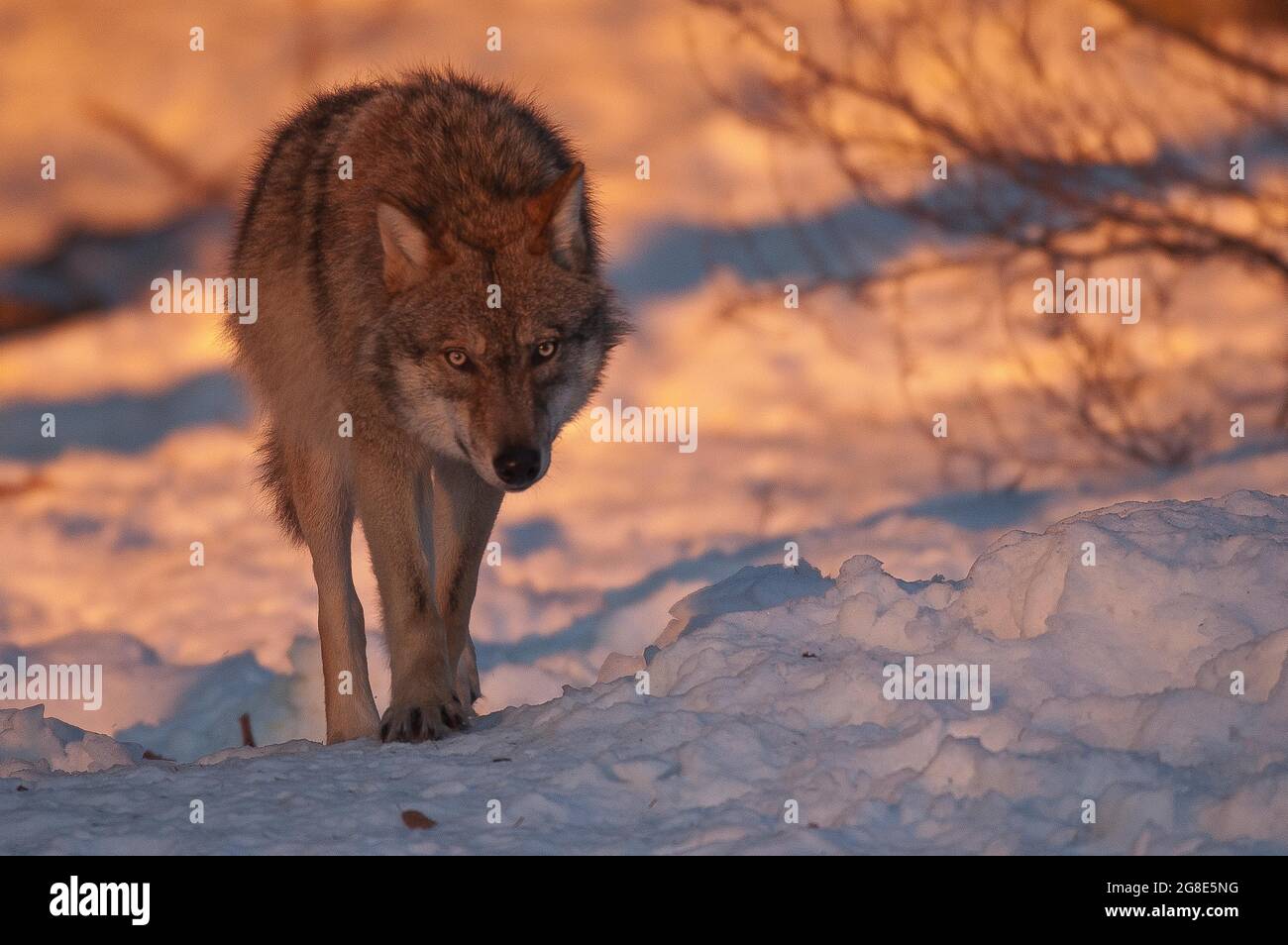 European Gray wolf (Canis lupus) laces up on a game trail in snow, near ...