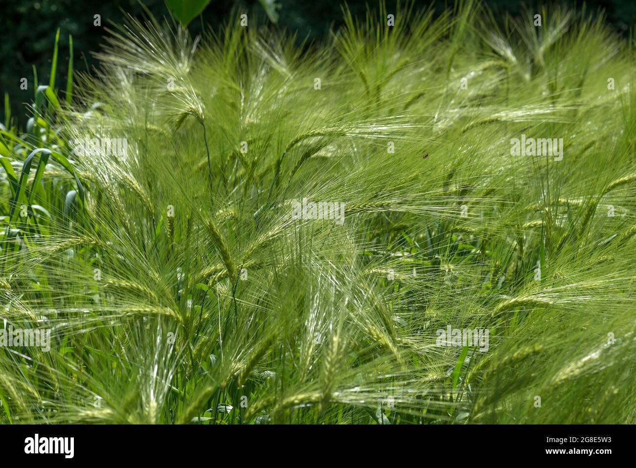 Barley detail hi-res stock photography and images - Alamy