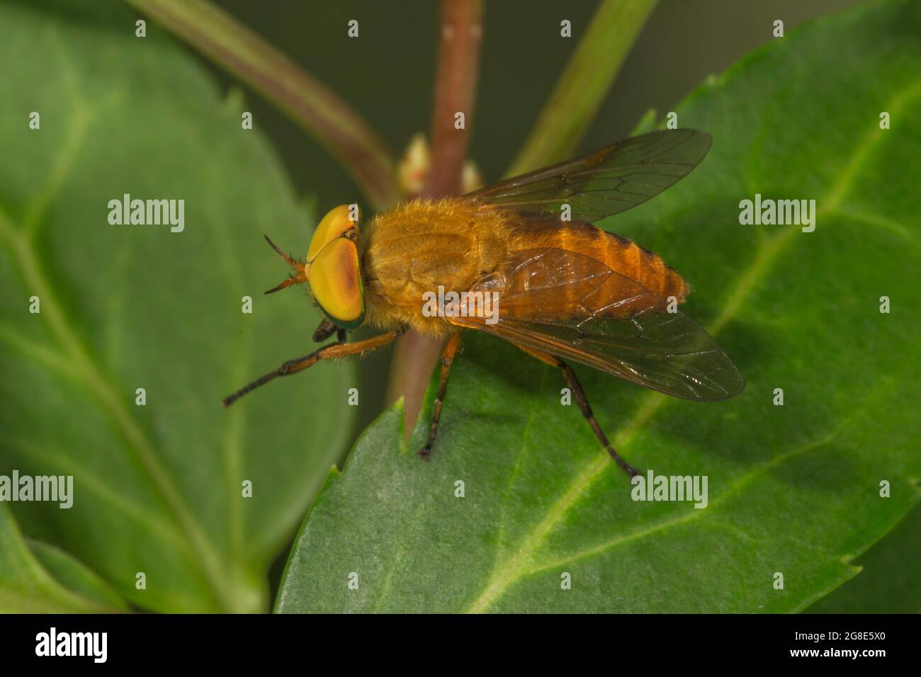 Silvius alpinus hi-res stock photography and images - Alamy