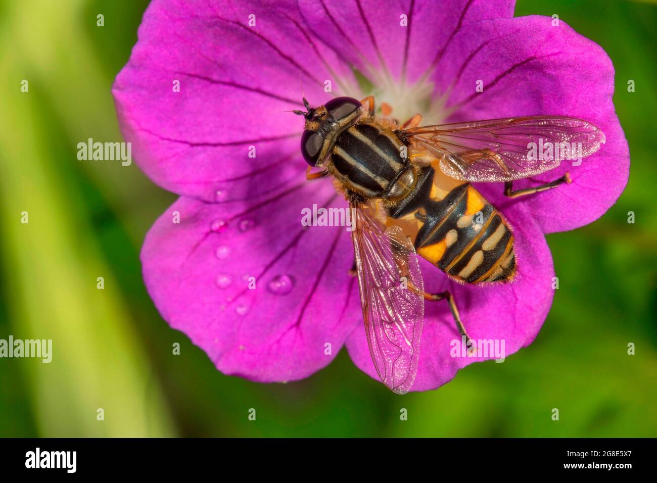 Dangling sunlover (Helophilus pendulus) on blood-red cranesbill Bloody ...