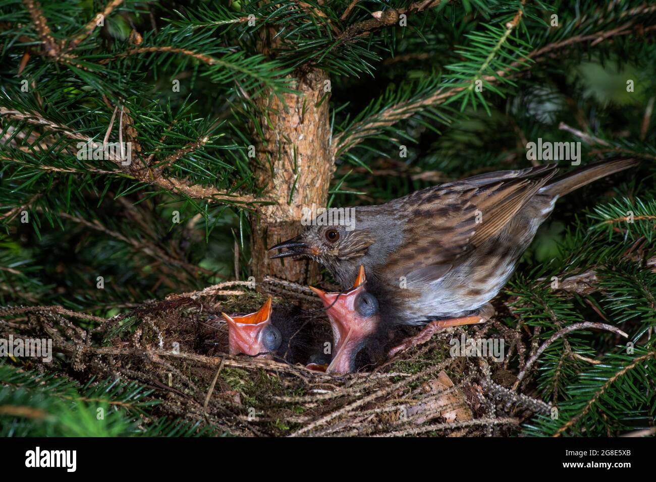 Dunnock (Prunella modularis) Old bird with food for young birds in nest ...