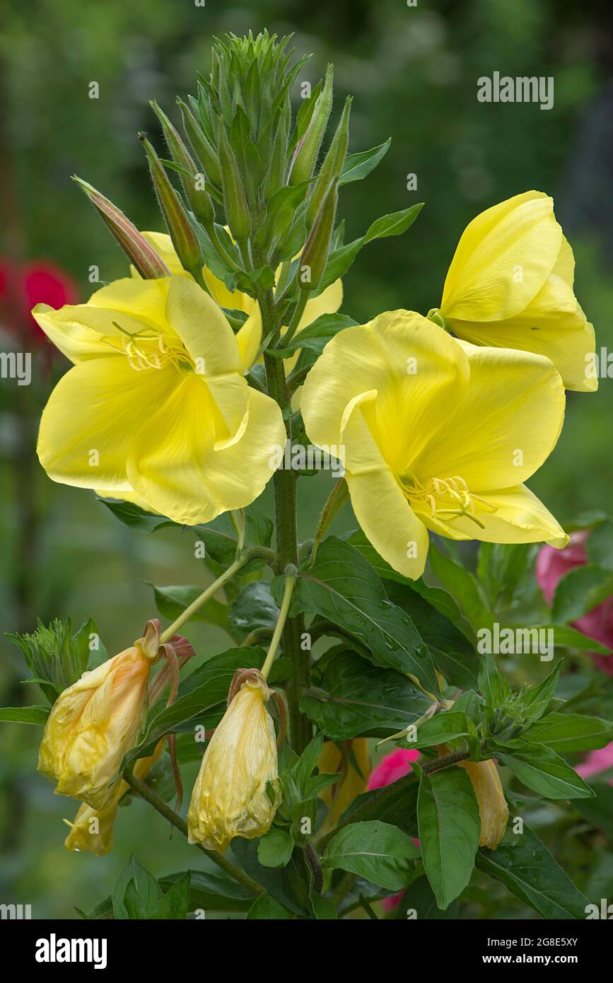 German Primrose
