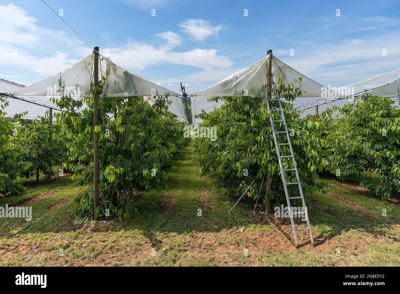 Cherry Orchard Trellis