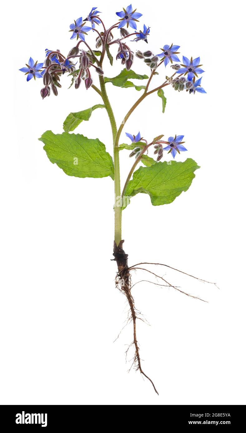 Borage (Borago officinalis) on white background, studio shot, Germany ...