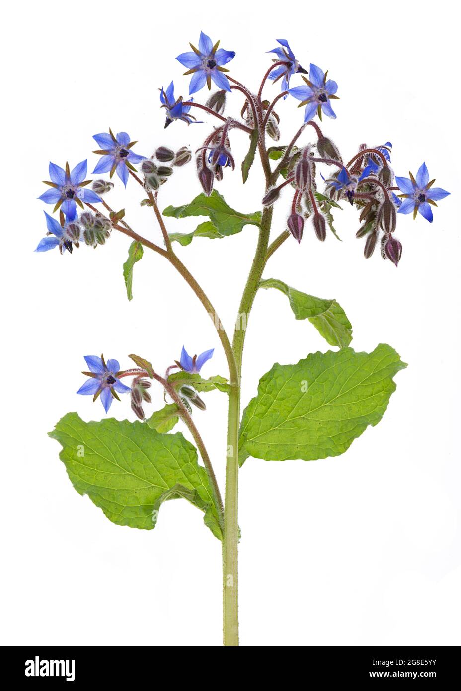 Borage (Borago officinalis) on white background, studio shot, Germany ...