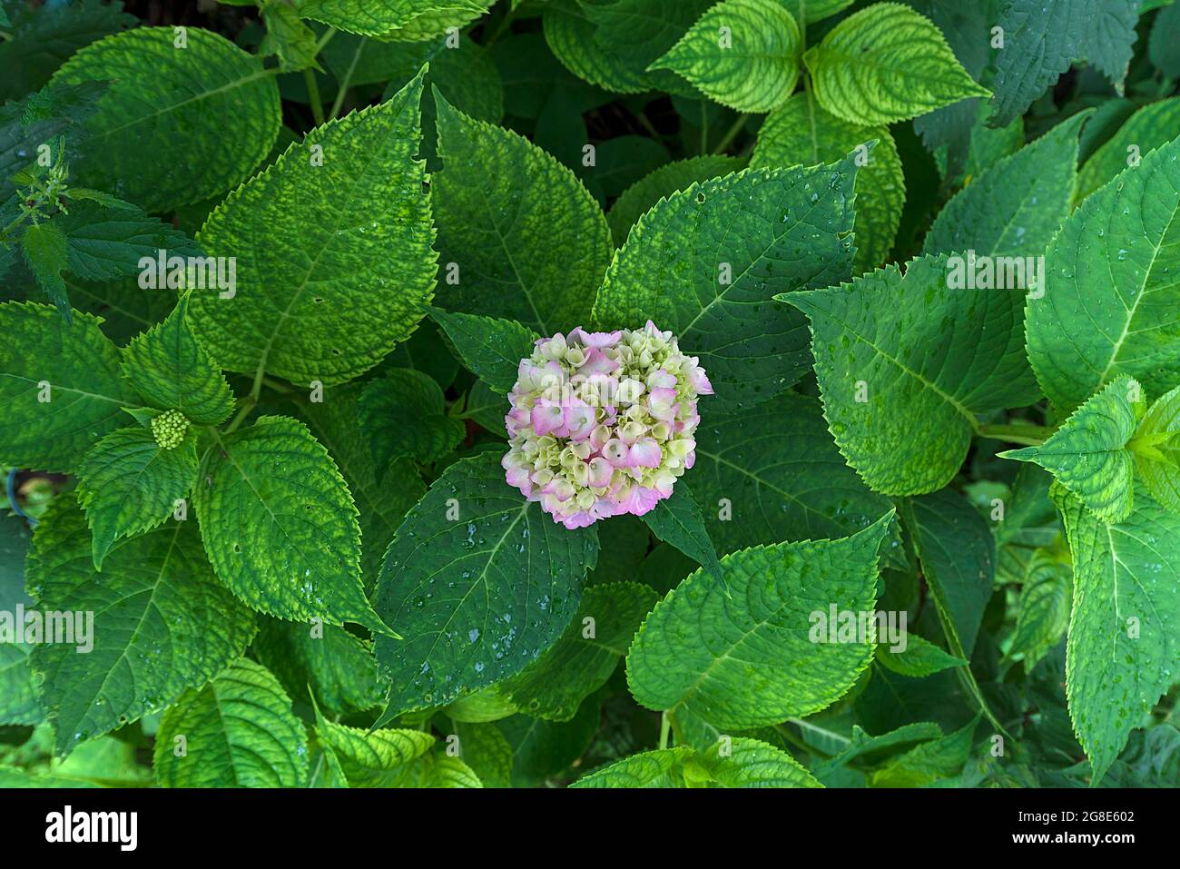 Leaves with a hydrangea (Hydrangea) flower, Bavaria, Germany Stock ...