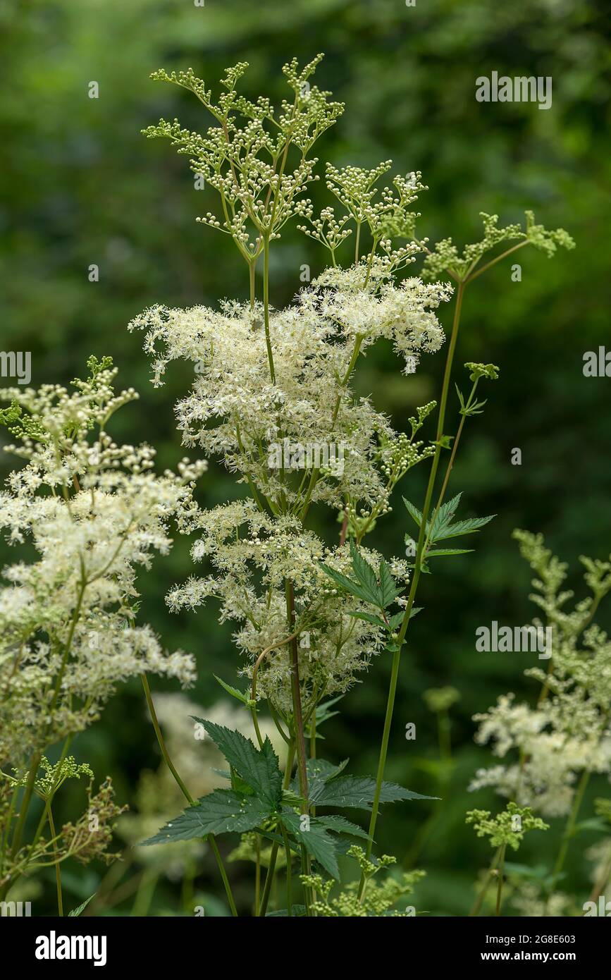 Meadowsweet (Filipendula ulmaria), Bavaria, Germany Stock Photo - Alamy