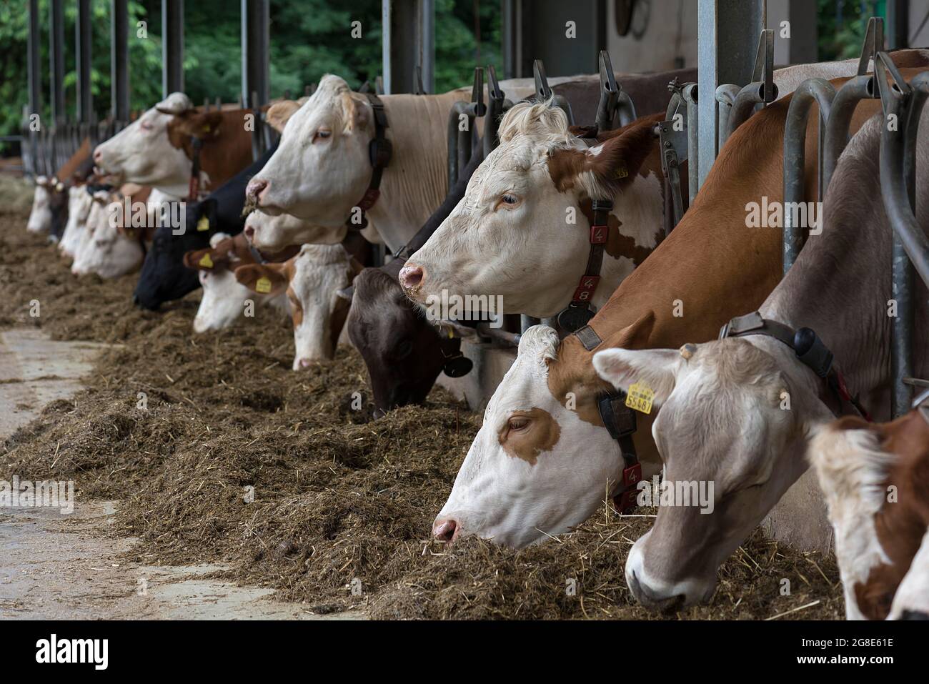 Sell a cow hi-res stock photography and images - Alamy