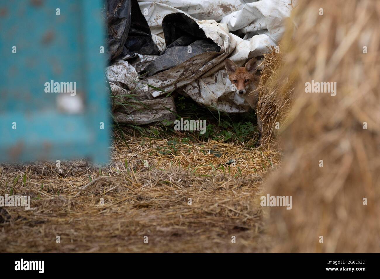 Red fox farm hi-res stock photography and images - Alamy