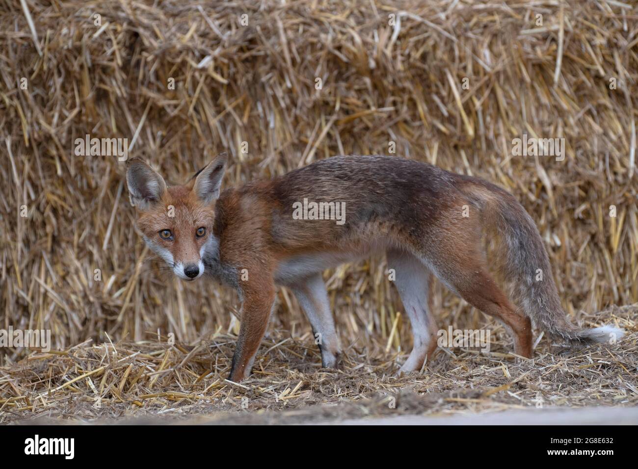Red fox farm hi-res stock photography and images - Alamy
