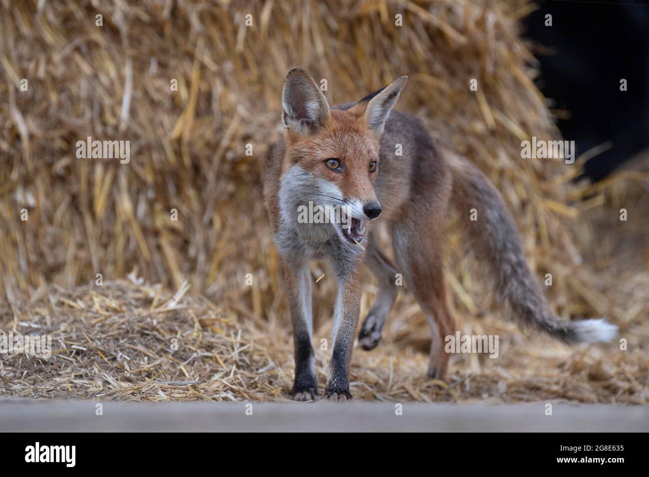 Fox on farm hi-res stock photography and images - Alamy