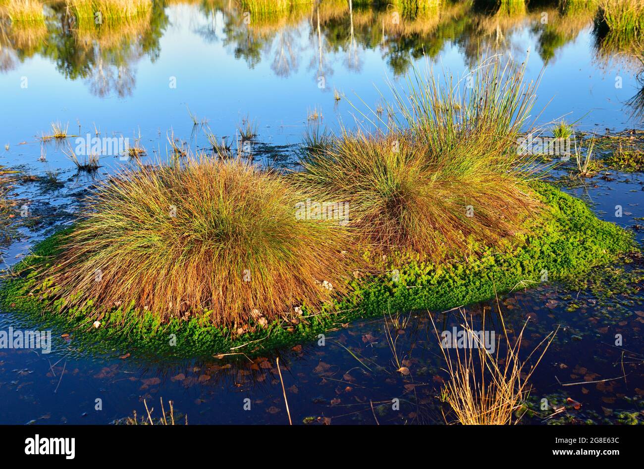 Common pond-nymph Common Club-rush (Schoenoplectus lacustris) with peat ...