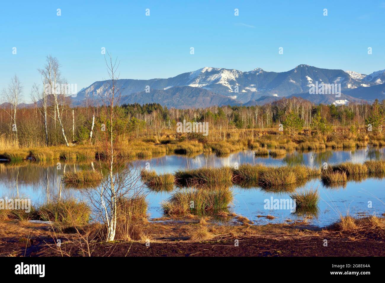 Moor pond with common Common Club-rushes (Schoenoplectus lacustris) and ...