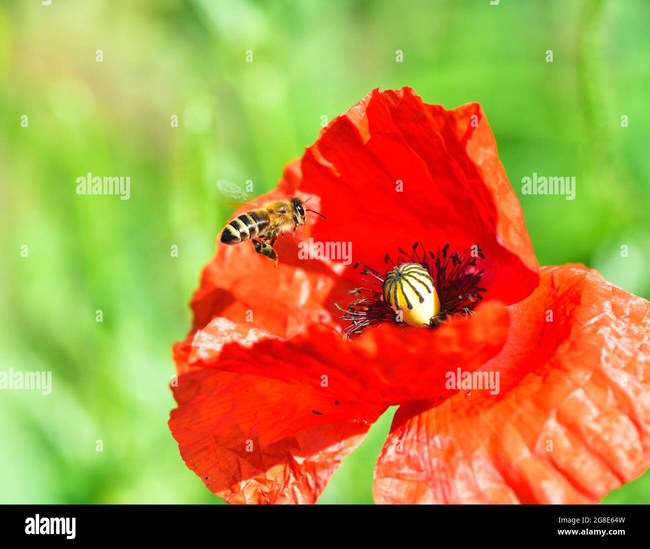 Western honey bee Carniolan Honeybee (Apis mellifera carnica) in flight ...