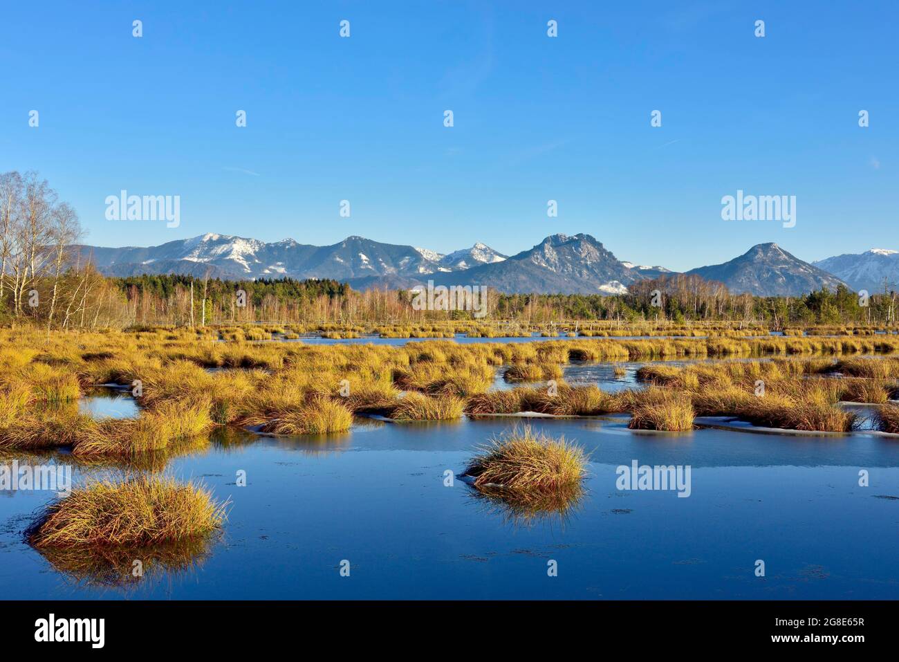 Moor pond with common Common Club-rushes (Schoenoplectus lacustris) and ...