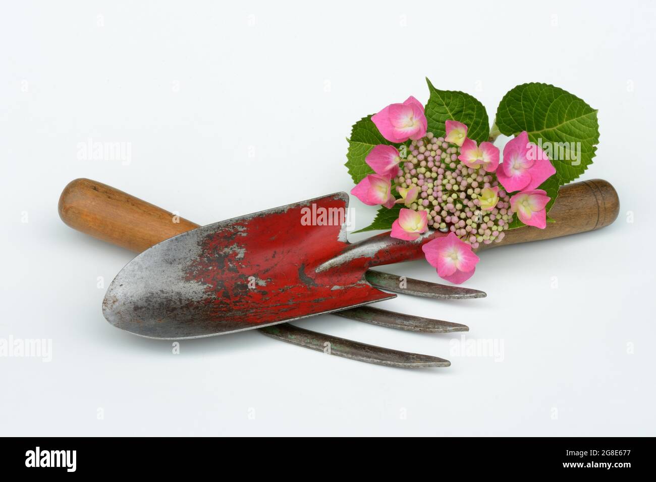 Garden tools and hydrangea blossom, Germany Stock Photo - Alamy