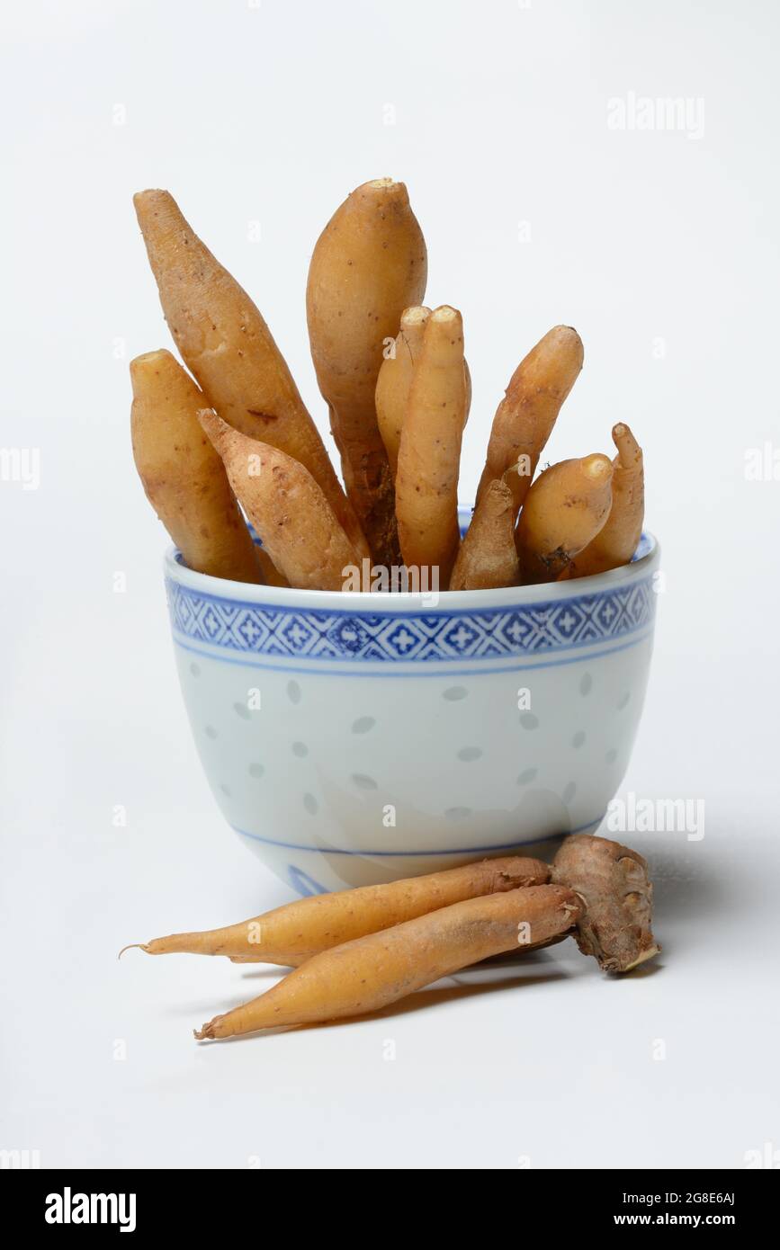 Fingerroot in bowl, Boesenbergia rotunda, Chinese ginger, Germany Stock ...