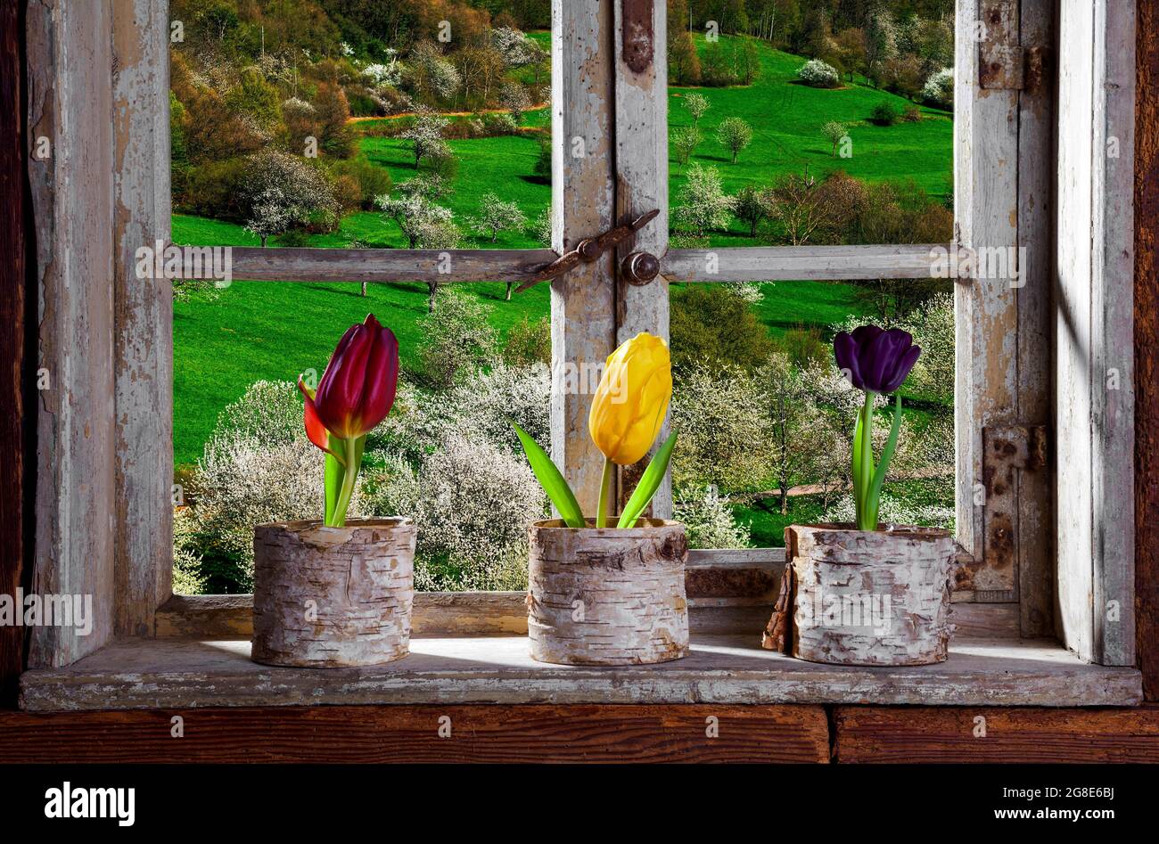 Tulips on the windowsill, view through a window into the landscape ...