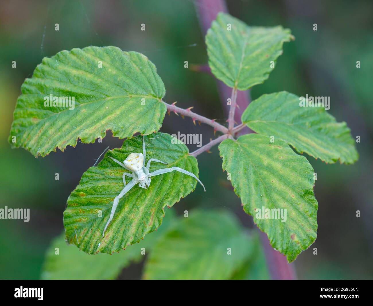 Macro shot of a spider on a green leaf against a blurred background ...