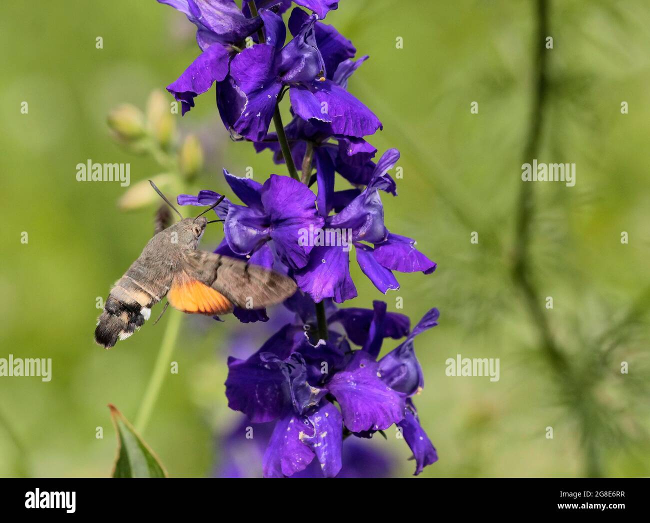 Hybrid hawk moth hi-res stock photography and images - Alamy
