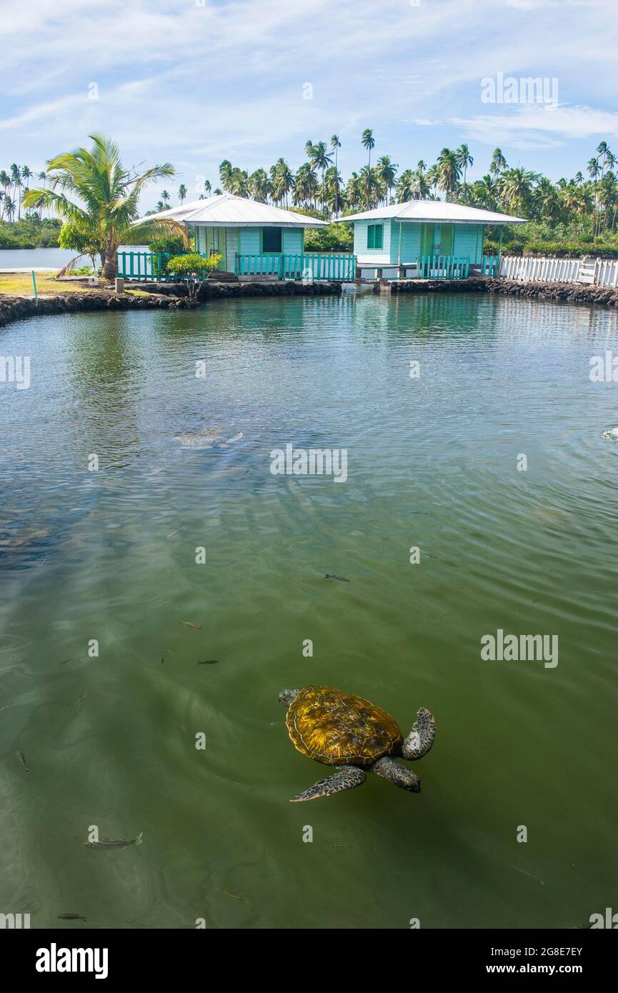 Turtle in the Satoalepai turtle laggon, SavaiÂ´i, Samoa, South Pacific ...