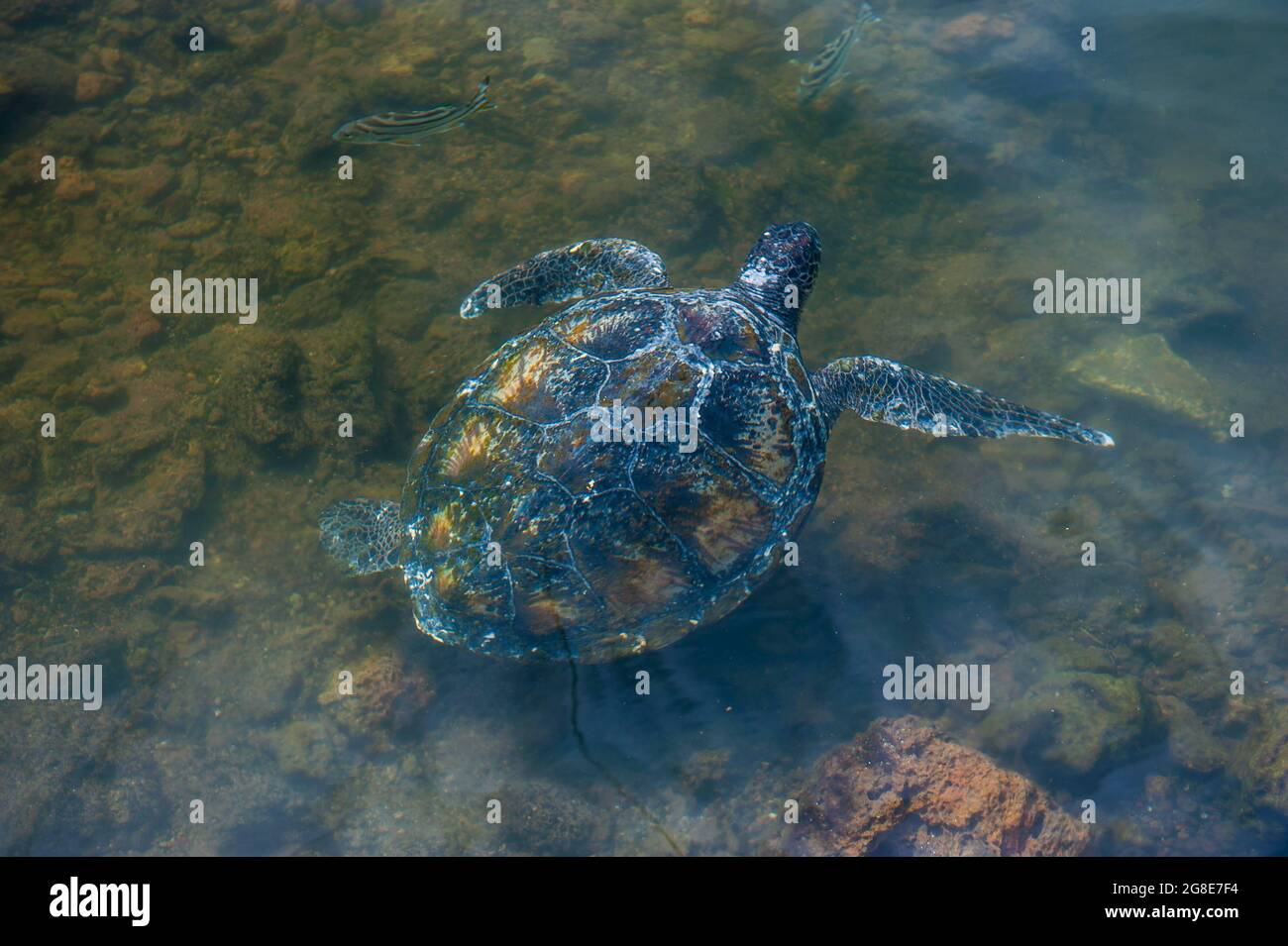 Turtle in wild hi-res stock photography and images - Alamy