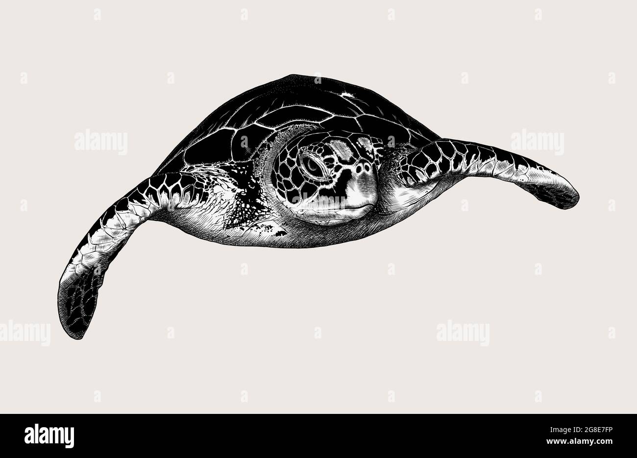 Hand-drawn sketch sea turtle isolated on beige background. Vintage ...