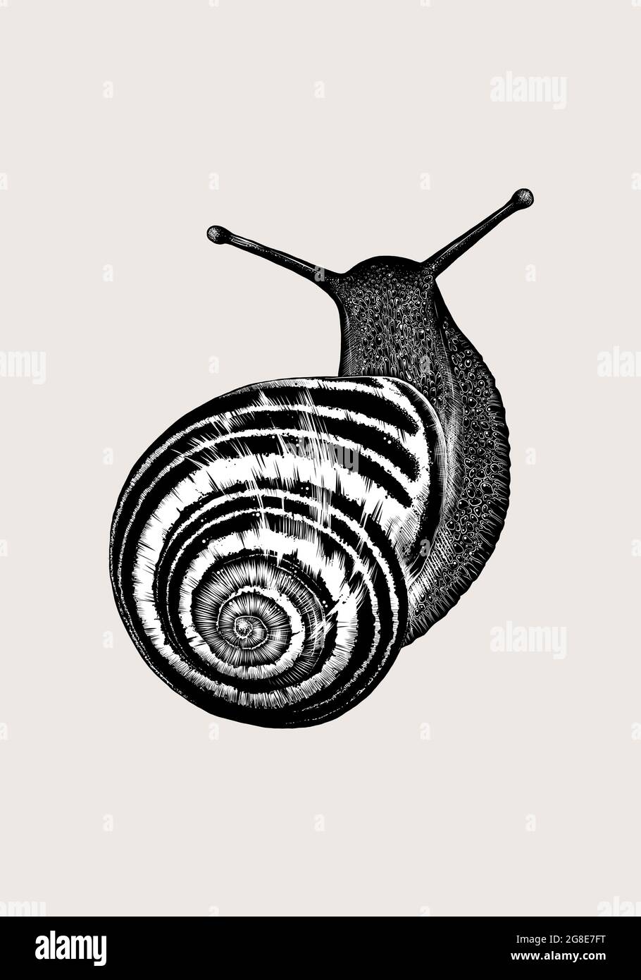 Hand-drawn sketch Snail isolated on beige background. Vintage style ...