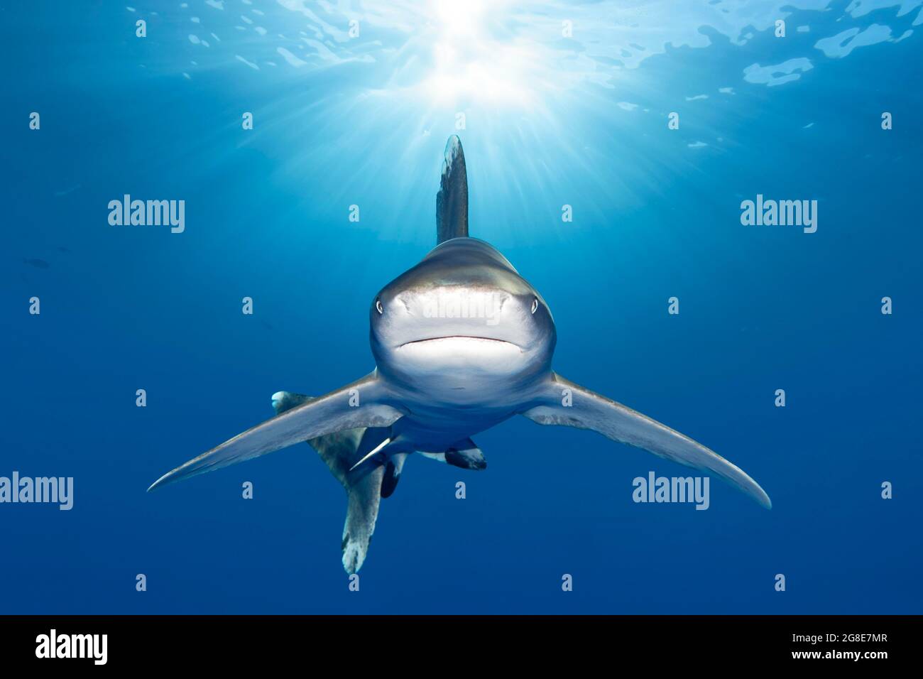 Shark in sunlight hi-res stock photography and images - Alamy