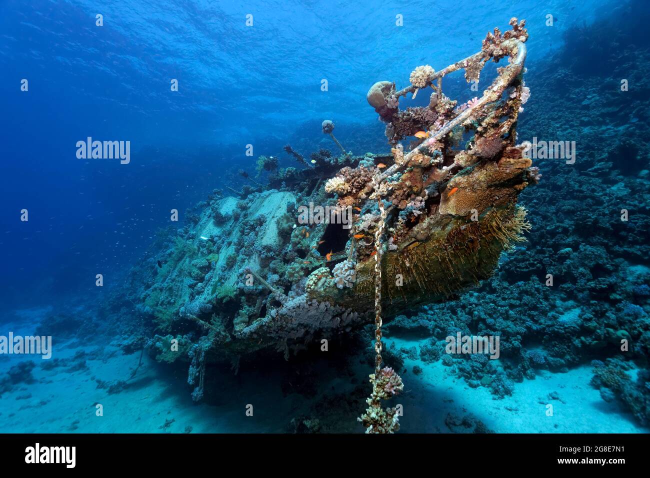 Wreck covered with Anthozoa (Anthozoa) and lower animals (Evertebrata ...
